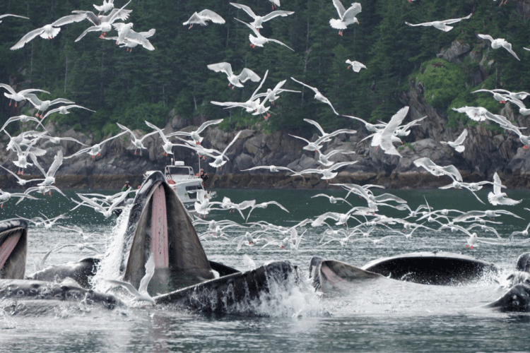 The Best Whale Watching In Alaska | Best Trips To See Whales