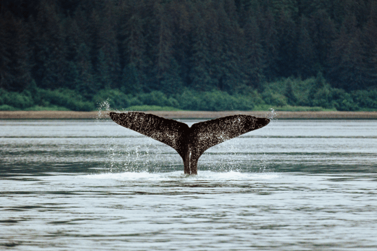 The Best Whale Watching In Alaska | Best Trips To See Whales