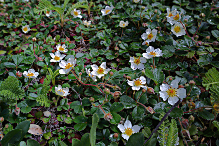 Our Favorite Alaska Wildflowers