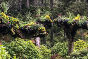 The Legend Of The Upside Down Trees (Forest) In Alaska