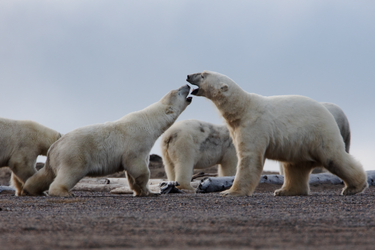 Polar Bears In Alaska, Best Places To See Them
