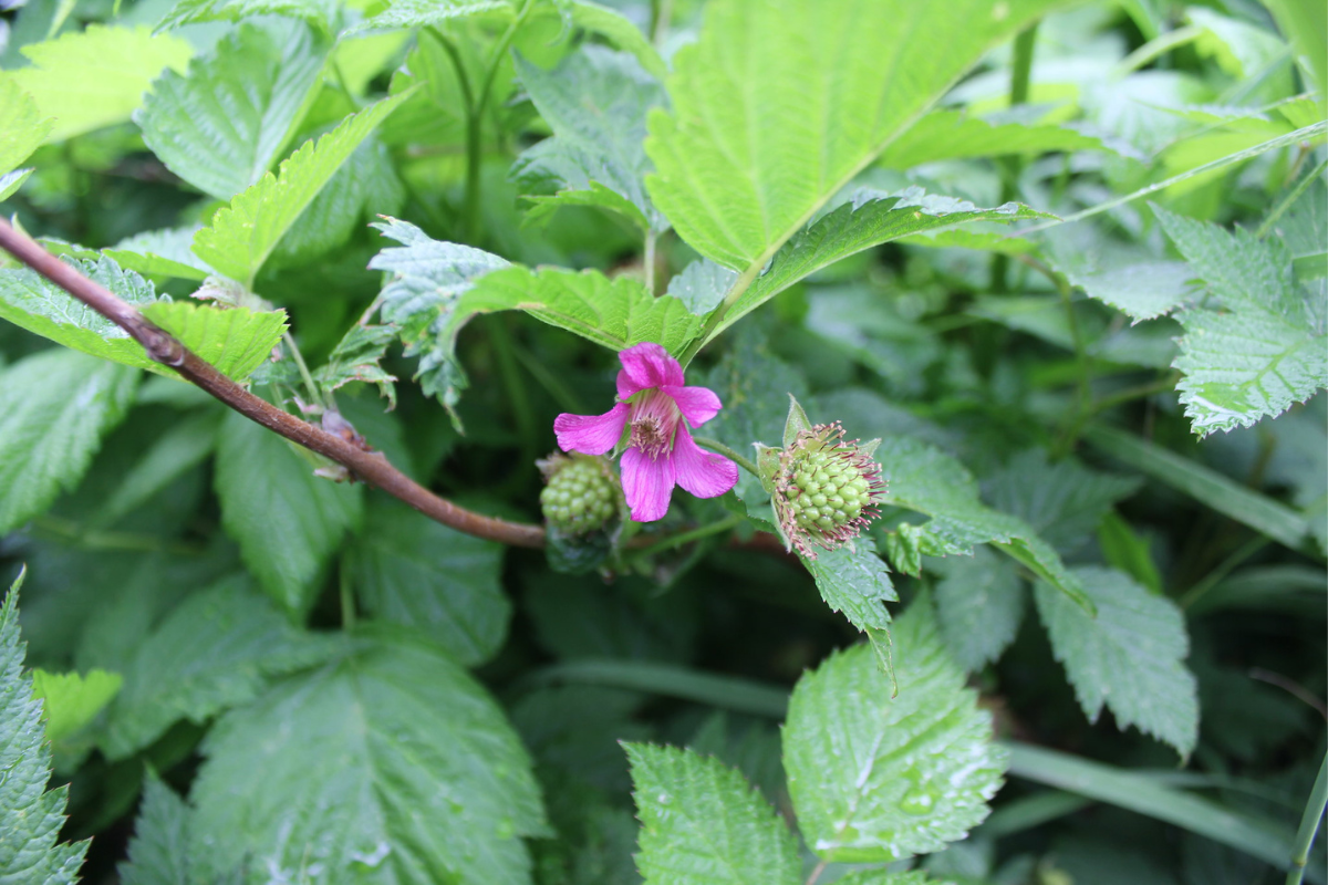 Our Favorite Alaska Wildflowers