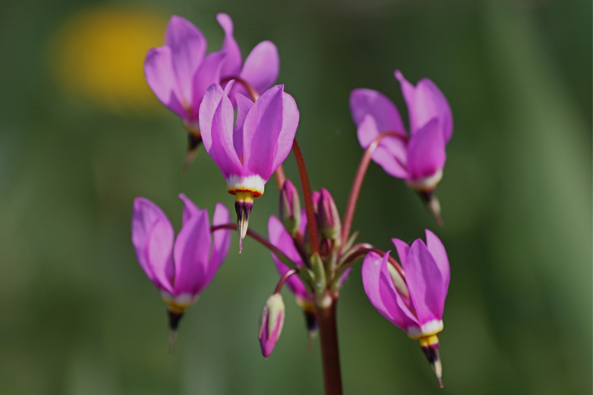 Our Favorite Alaska Wildflowers