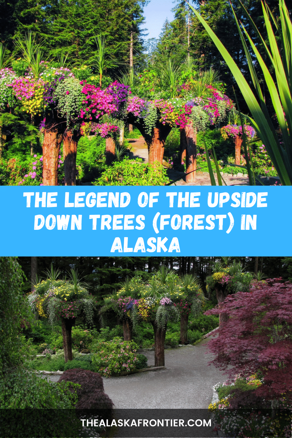 The Legend Of The Upside Down Trees (Forest) In Alaska
