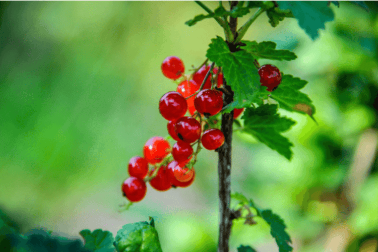25 Places To Go Berry Picking In Alaska