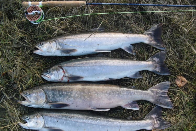 What Is Alaska Known For? Top 12 Things People Know Of AK