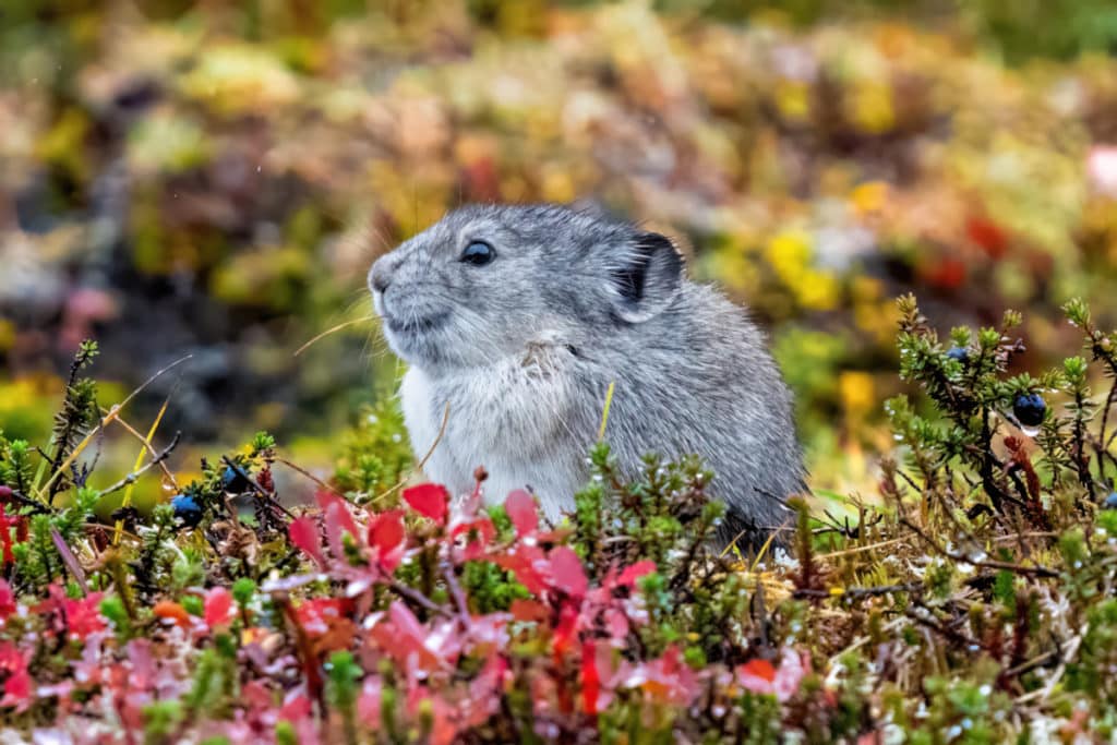 Alaska's Pika Township & Marmot Village | A Truly Rare Hike