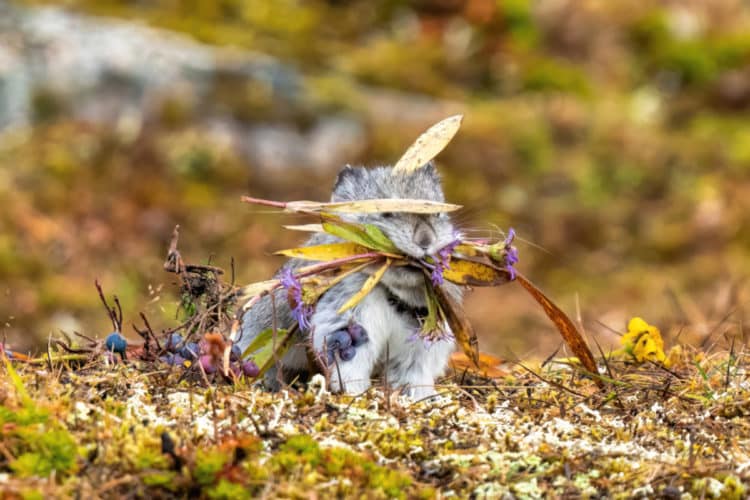 Alaska's Pika Township & Marmot Village | A Truly Rare Hike