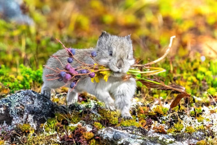Alaska's Pika Township & Marmot Village | A Truly Rare Hike