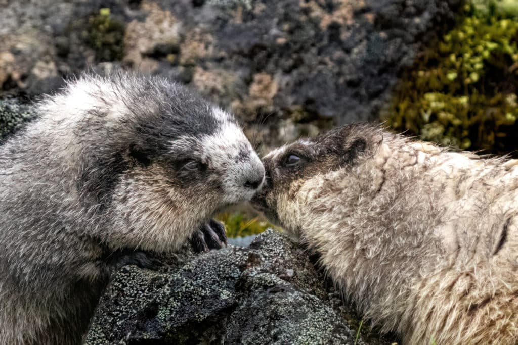 Alaska's Pika Township & Marmot Village | A Truly Rare Hike