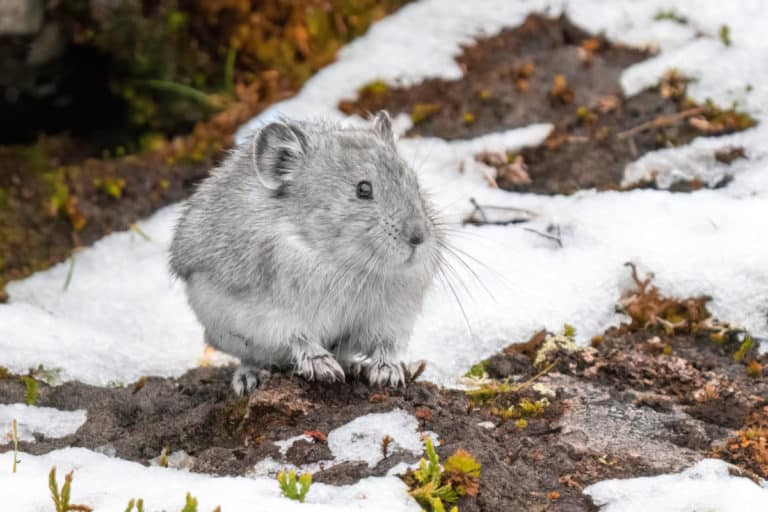 Alaska's Pika Township & Marmot Village | A Truly Rare Hike