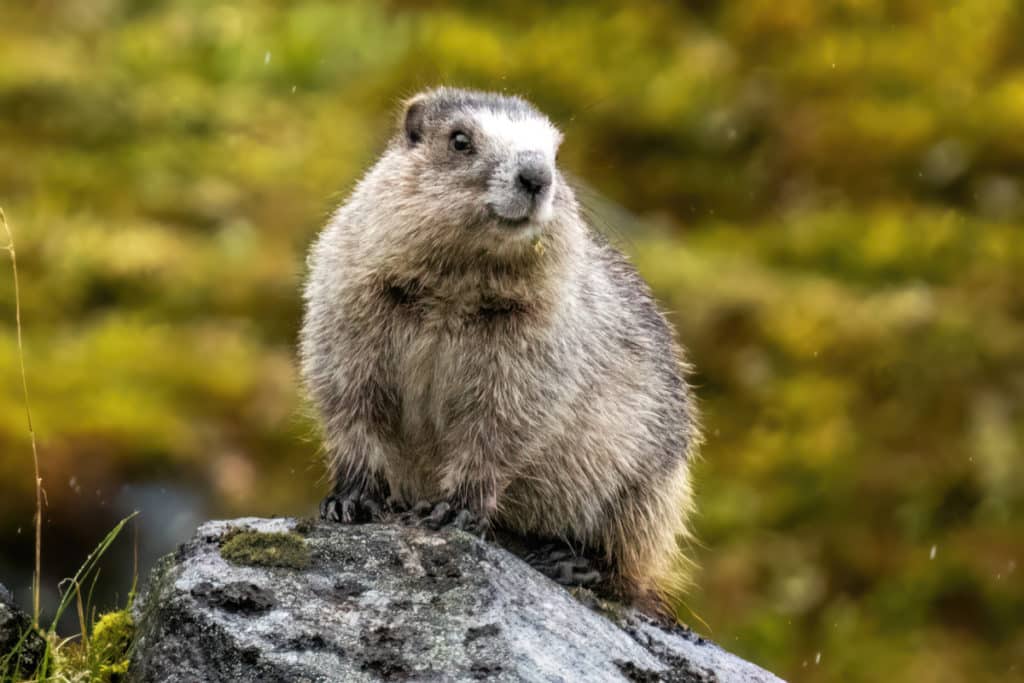 Alaska's Pika Township & Marmot Village | A Truly Rare Hike