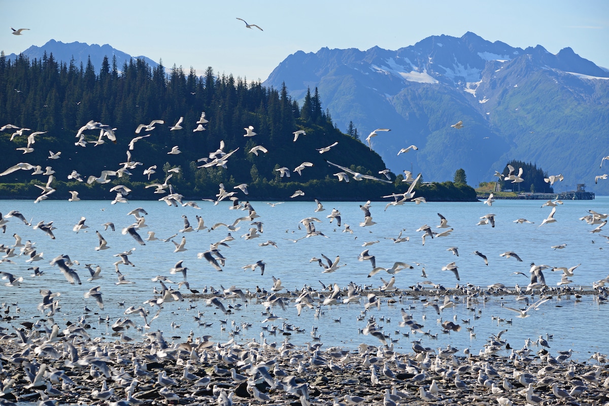 Anchorage To Valdez | 30 Scenic Stops Along The Way