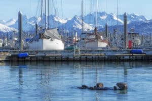 Anchorage To Homer | 13 Scenic Places To Check Out