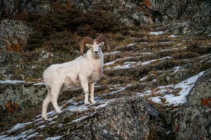 Dall Sheep Hunts In Alaska | Costs, Expectations, Outfitters