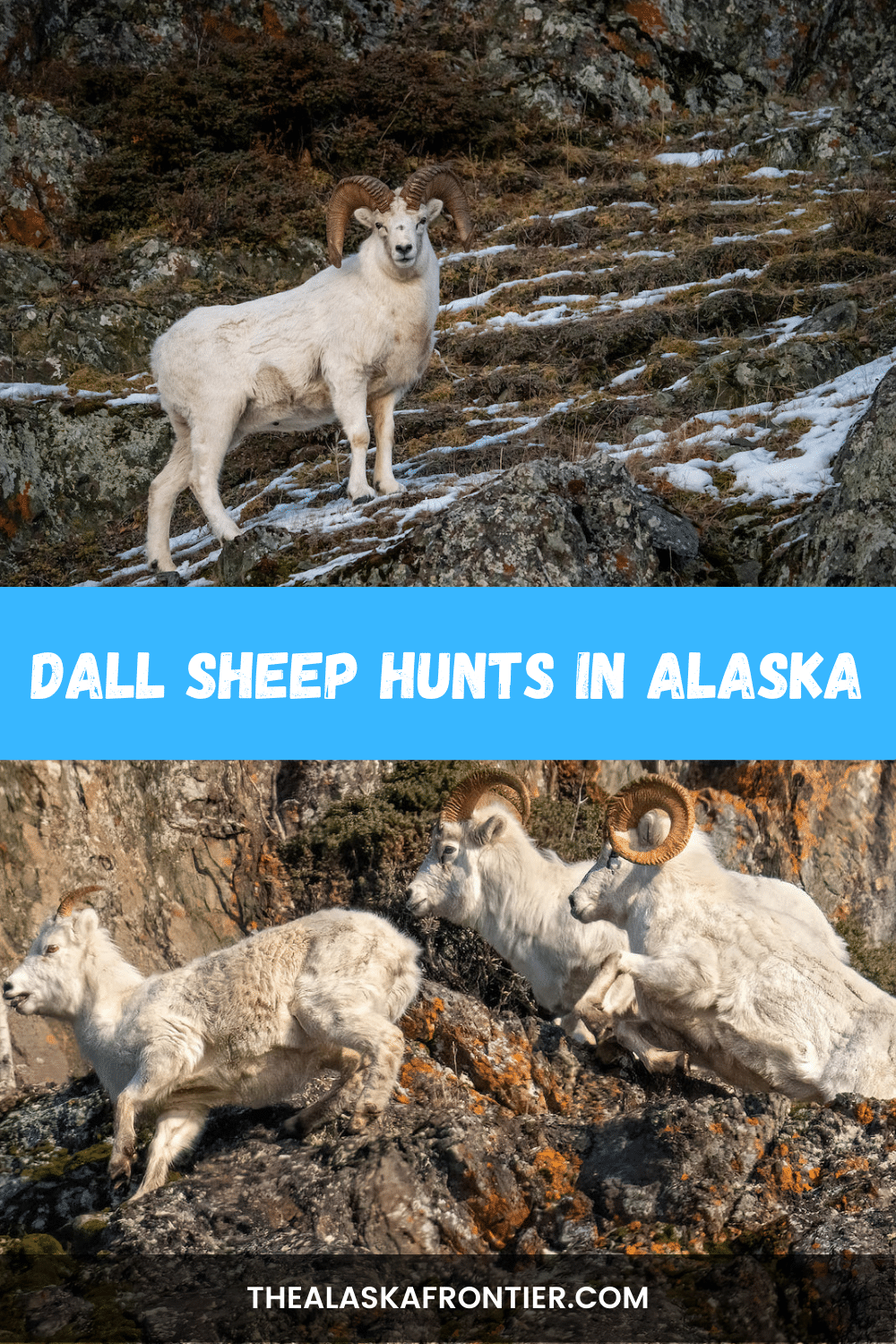 Dall Sheep Hunts In Alaska | Costs, Expectations, Outfitters