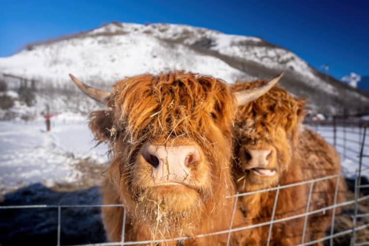 The Williams Reindeer Farm: A Very Surprising Alaskan Tour