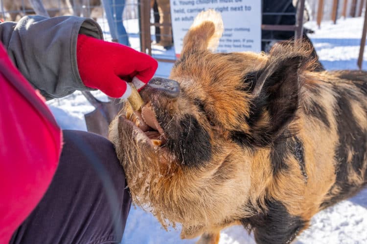The Williams Reindeer Farm: A Very Surprising Alaskan Tour