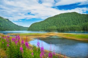 Alaskan Fireweed | The Health Benefits & Many Different Uses