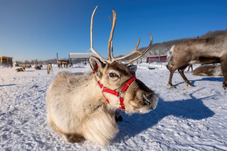 The Williams Reindeer Farm: A Very Surprising Alaskan Tour