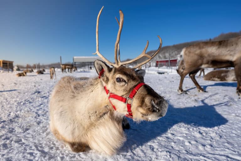 The Williams Reindeer Farm: A Very Surprising Alaskan Tour