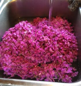 Alaskan Fireweed | The Health Benefits & Many Different Uses