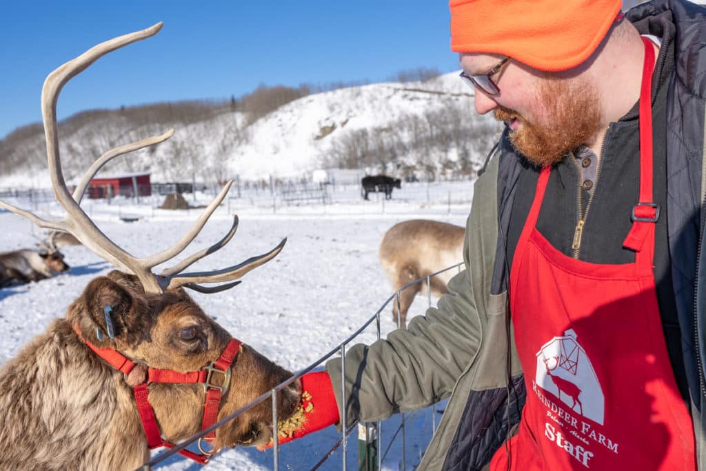 The Williams Reindeer Farm: A Very Surprising Alaskan Tour