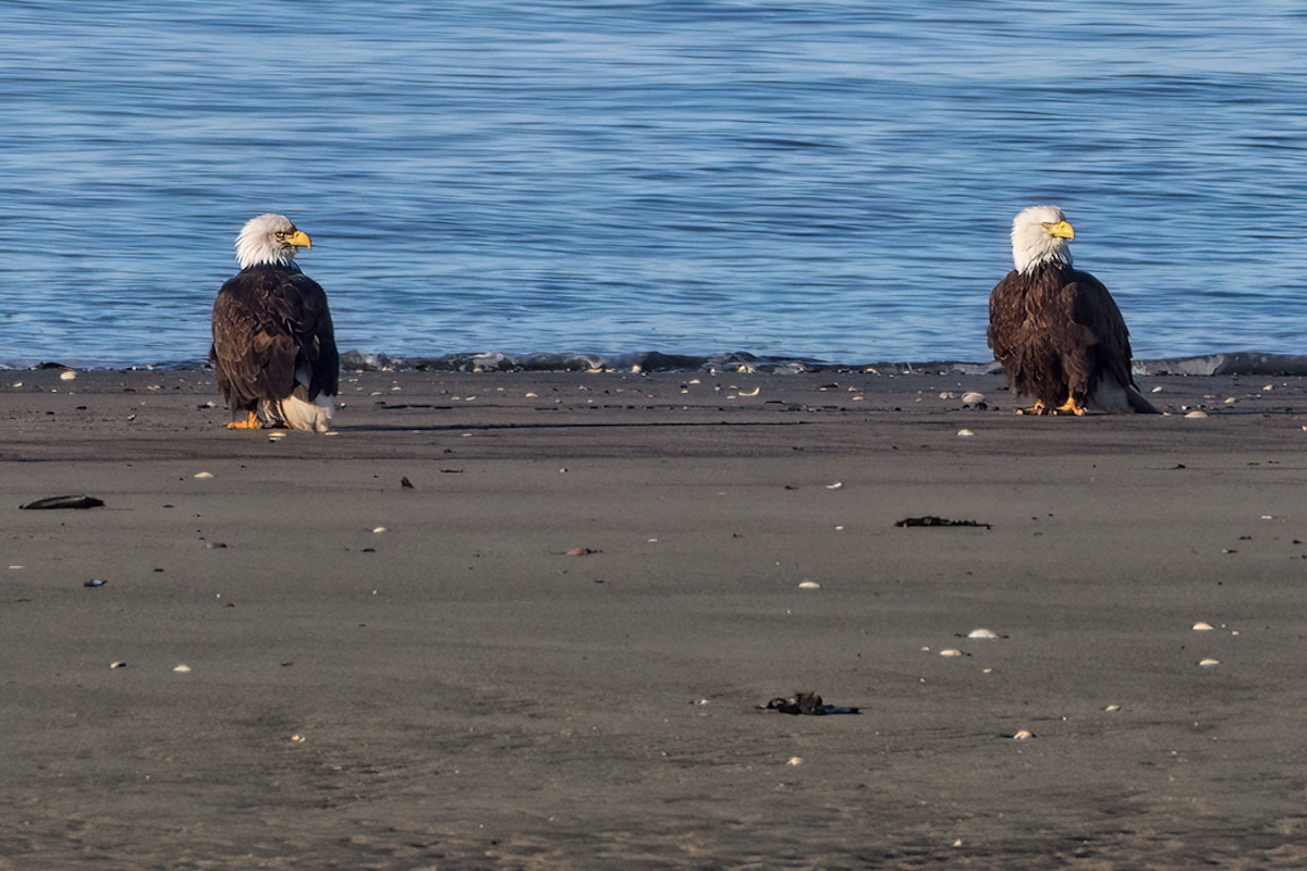 Anchorage To Homer | 13 Scenic Places To Check Out