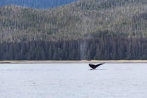 11 Things To Do In Alaska In April (During Spring Time)