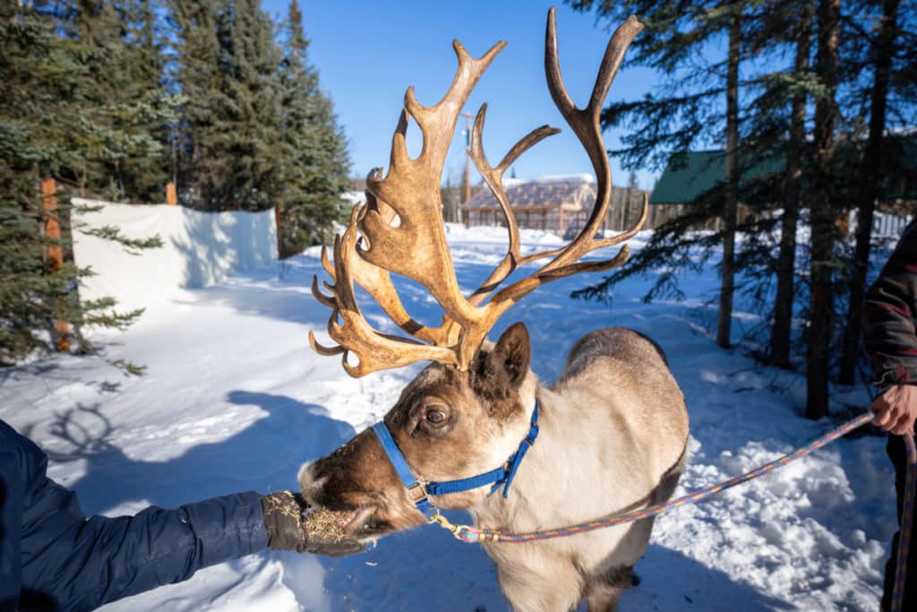 Pleasant Acres Reindeer Ranch | An Alaskan Stay Like No Other