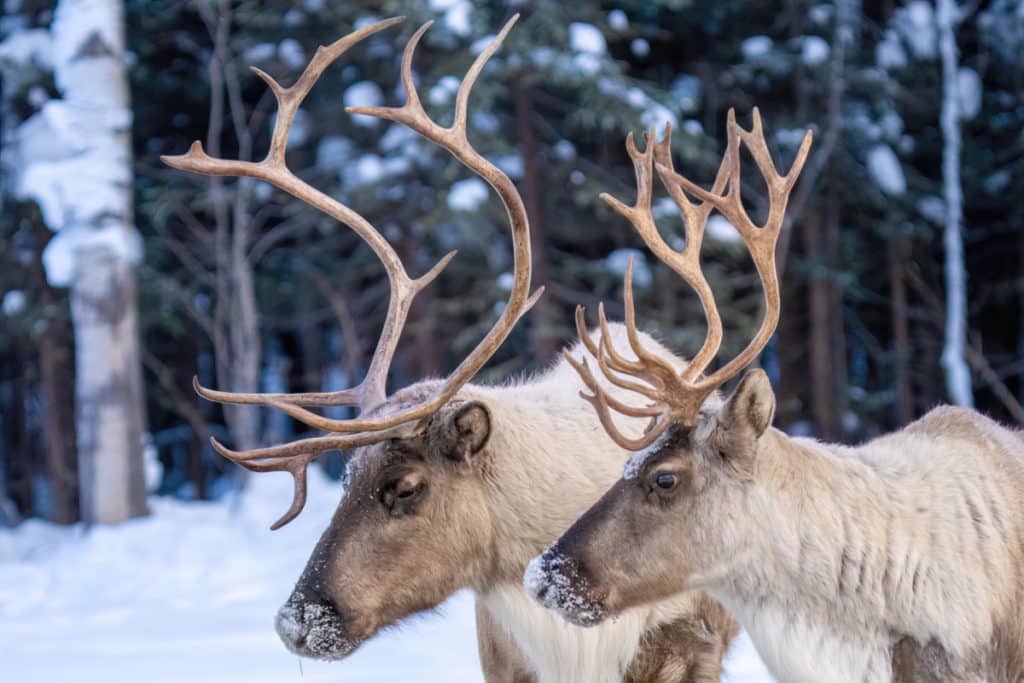 Pleasant Acres Reindeer Ranch | An Alaskan Stay Like No Other