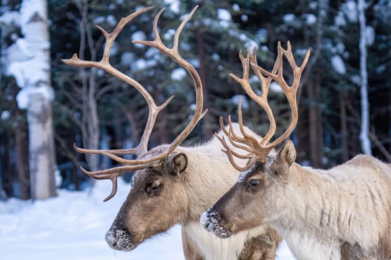 Pleasant Acres Reindeer Ranch | An Alaskan Stay Like No Other
