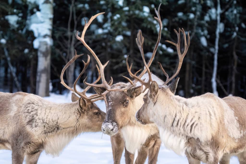 Pleasant Acres Reindeer Ranch | An Alaskan Stay Like No Other
