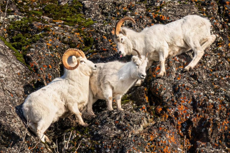 How To Become A Hunting Guide In Alaska | Steps To Take