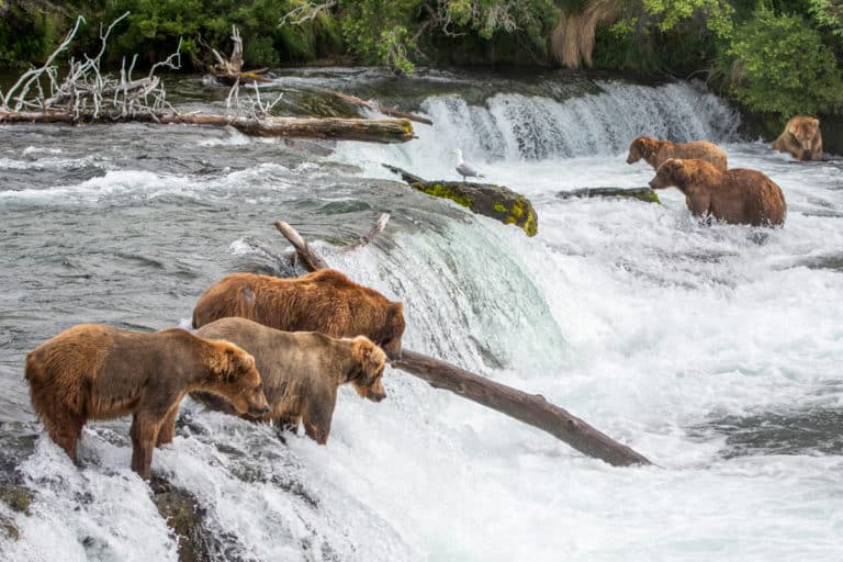 5 Best Bear Viewing Spots In Alaska | What You Need To Know