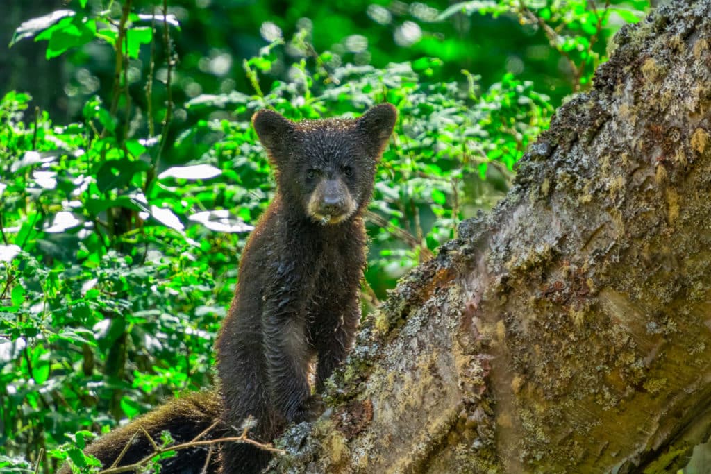 5 Best Bear Viewing Spots In Alaska | What You Need To Know