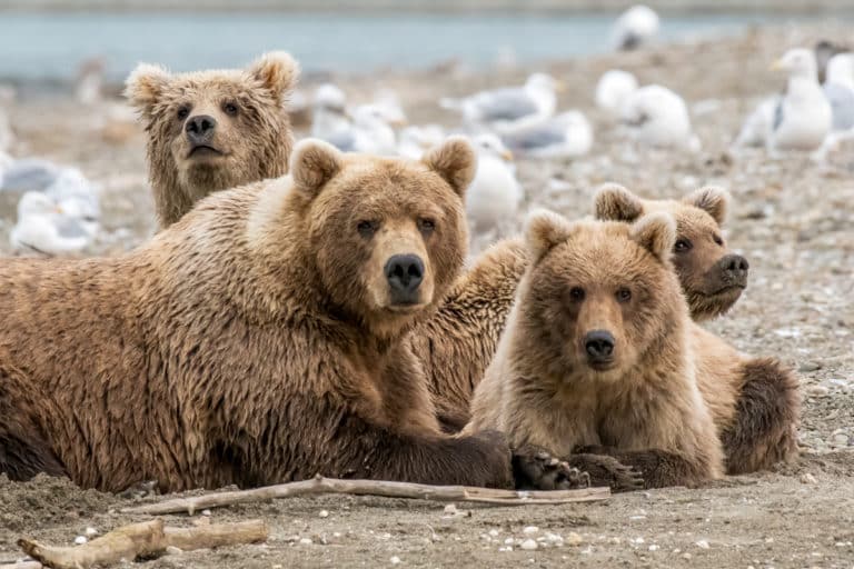 5 Best Bear Viewing Spots In Alaska | What You Need To Know