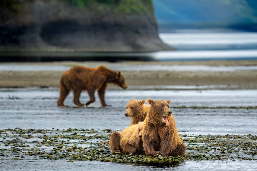 5 Best Bear Viewing Spots In Alaska | What You Need To Know
